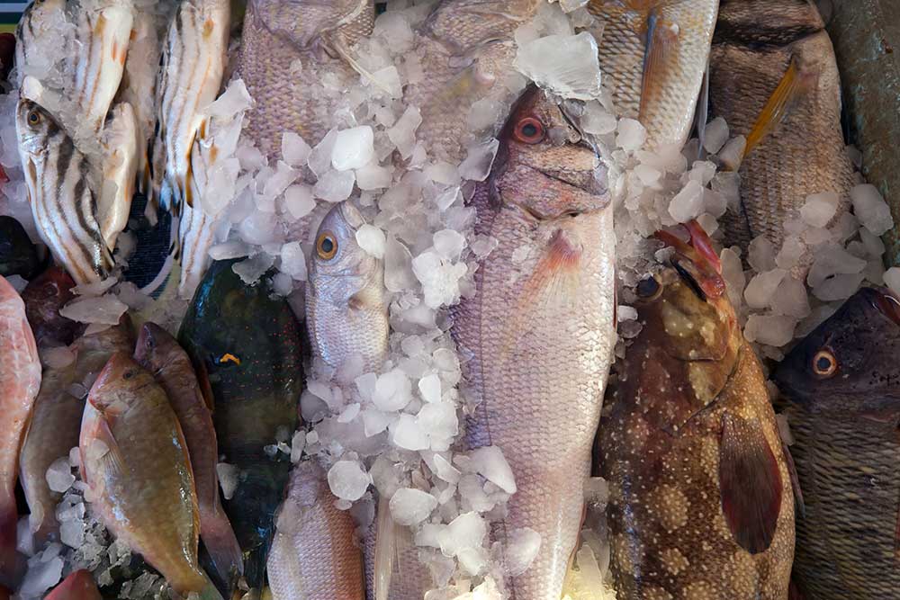 The Rise of Circular Economy Practices: Transforming Fish and Meat ...